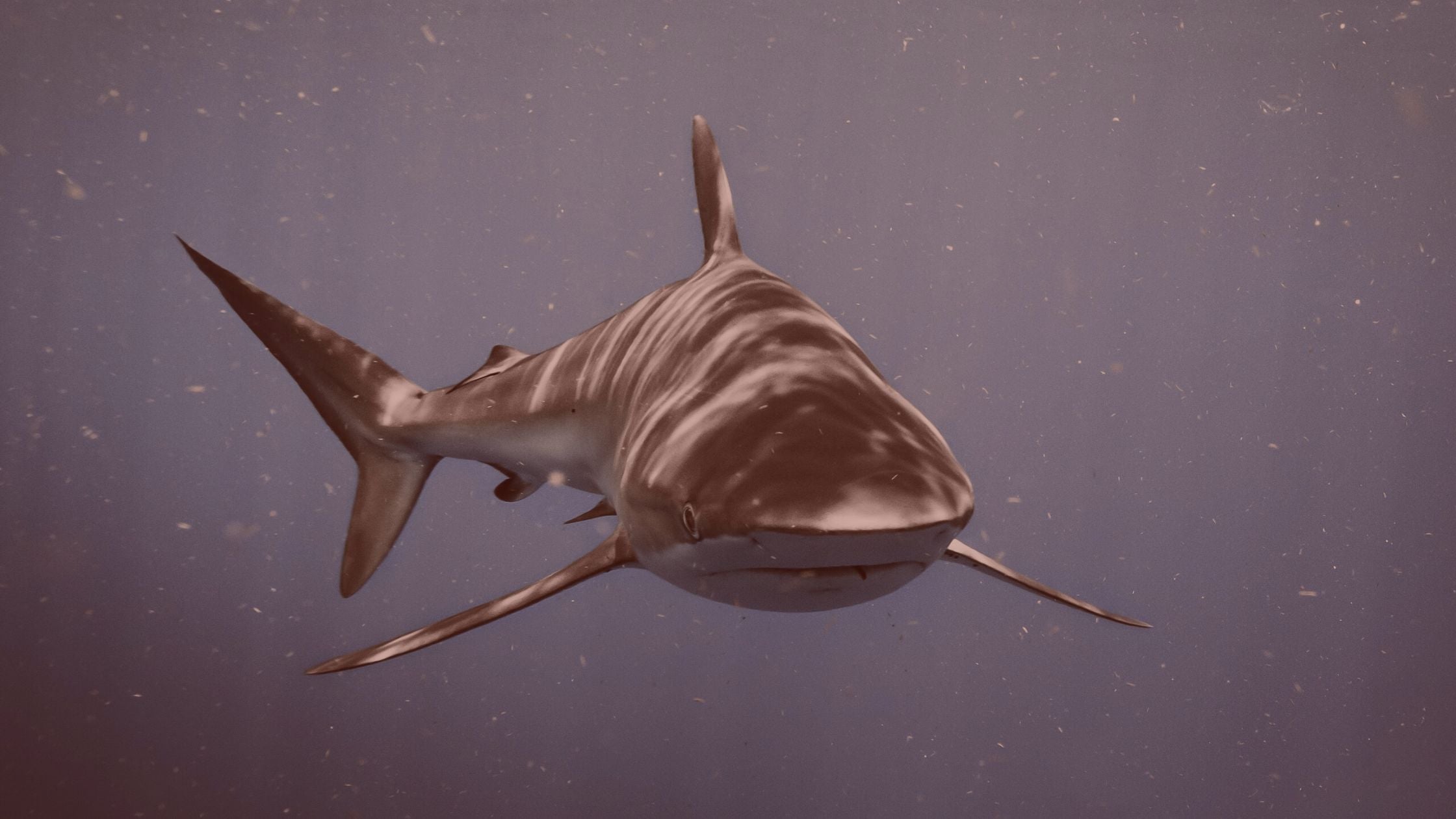 Eartha | Climate Column | Climate Change | Sharks Protected With Fin ...