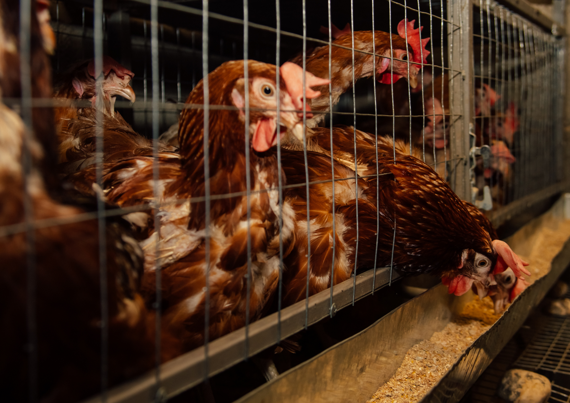 Eartha | Climate Column | Climate Change | Why the egg Shortage Matters ...